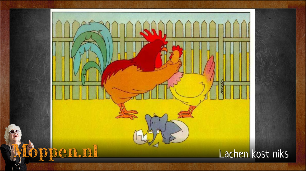 Moppen.nl - Mop: Olifant?